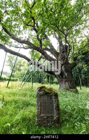 One of the oldest oak trees in England, Nonington, Kent Stock Photo - Alamy