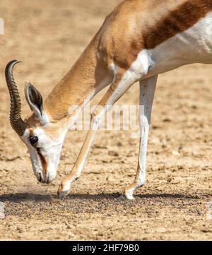 Springbok Ram at midden in the Kgalagadi Stock Photo - Alamy