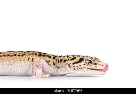 Adult Mack snow leopard gecko aka Eublepharis macularius, standing side ...