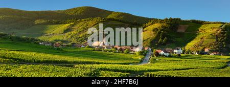 Rodern, vineyards, Alsace, Alsace Wine Route, Grand Est, France Stock ...