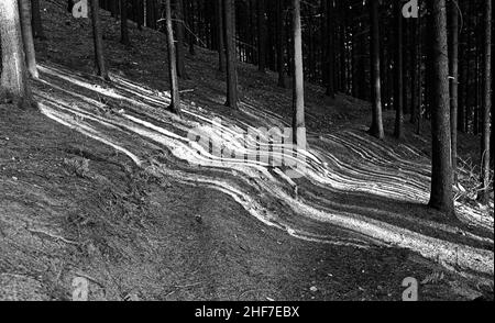 sunbeam in forest giving a stripe pattern Stock Photo - Alamy