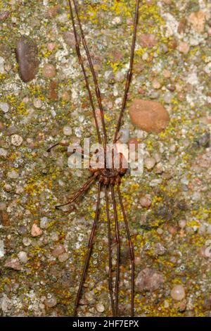 Dicranopalpus ramosus - a harvestman Stock Photo - Alamy
