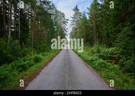 Road, forest, summer, Halleberg, Vargön, Västra Götalands län, Vastra ...