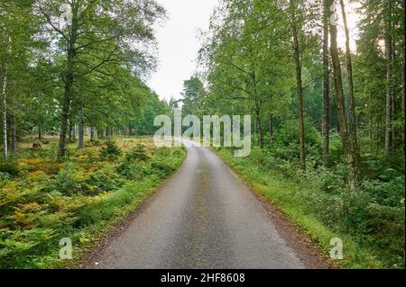 Road, forest, summer, Halleberg, Vargön, Västra Götalands län, Vastra ...