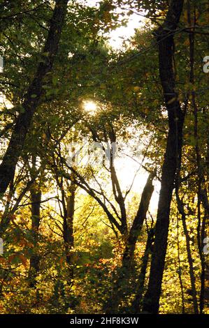 The sunlight peeking through some trees Stock Photo - Alamy