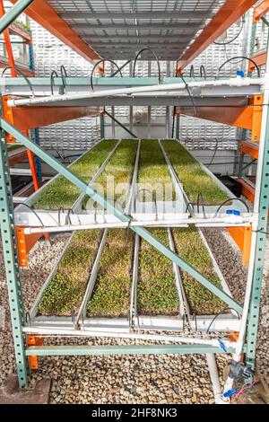 Bennett, Colorado, Emerald Gardens, an indoor farm, grows microgreens ...