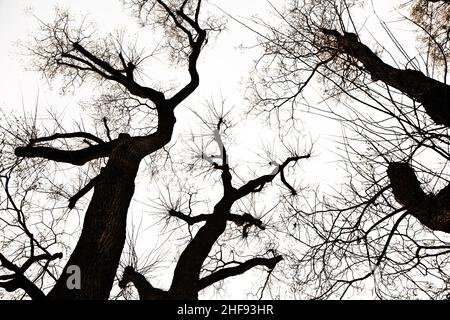 tree top, crown with a few leaves in automs and white sky Stock Photo ...
