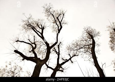 tree top, crown with a few leaves in automs and white sky Stock Photo ...