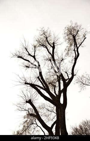 tree top, crown with a few leaves in automs and white sky Stock Photo ...