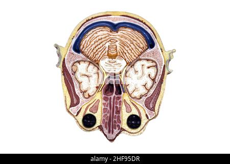 Transverse-section illustration of the human brain Stock Photo - Alamy