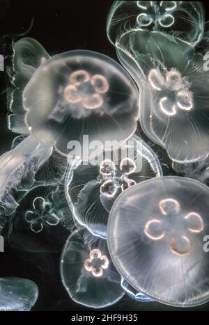 Medusa-phase jellyfish or sea jellies (Scyphozoa): borderless version ...