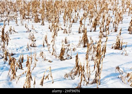 acre covered with snow and corn from last harvest Stock Photo - Alamy