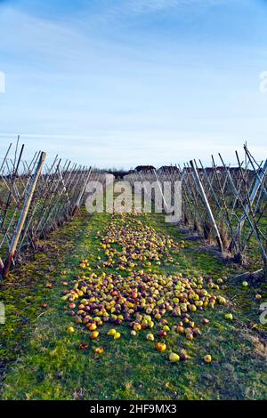 Rotten pear on branch of the fruit tree, Monilia laxa (Monilinia laxa ...
