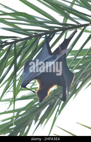 Indian flying fox (Pteropus medius) also known as the greater Indian ...