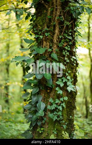 Tangled tree with ivy Stock Photo - Alamy