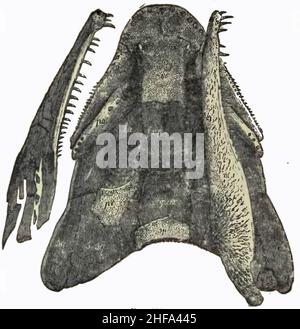 Sclerocephalus skull 1 Stock Photo - Alamy