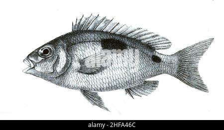 Scolopsis bimaculatus Ford 22 Stock Photo - Alamy