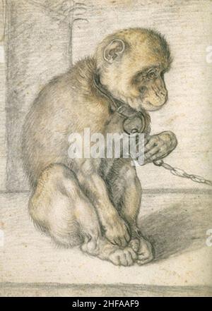 Seated Monkey on a Chain Stock Photo - Alamy