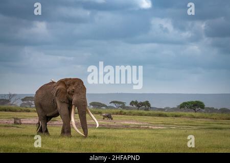 Super tusker African elephant (Loxodonta africana), Craig in his ...