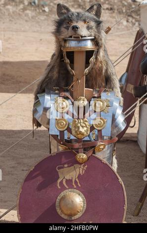 Helmet of a Roman standard bearer with wolf fur, Roman Festival ...
