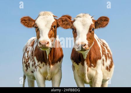 Cute cow calves tender love portrait of two cows, lovingly together in ...