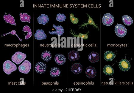 Set of innate immune system cells, vector illustration Stock Vector Image & Art - Alamy