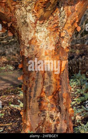 Acer griseum tree bark texture, which is commonly known as Paperbark ...
