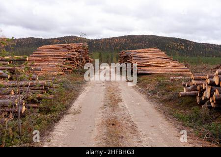 Large Conifer timber piles in front of a forest-covered fell in ...