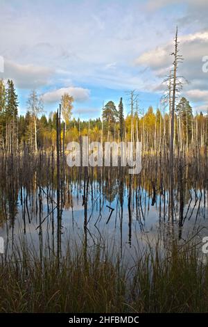 Dead trees in beaver pond, Westree, Ontario, Canada Stock Photo - Alamy
