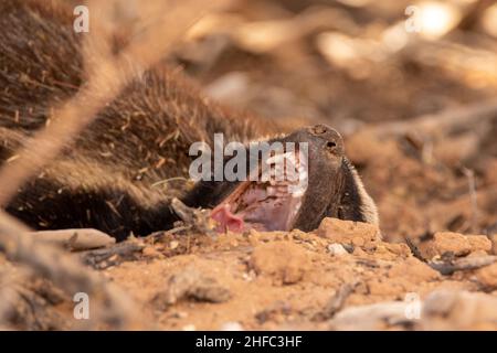 Yawning Honey Badger in the Kgalagadi Stock Photo - Alamy