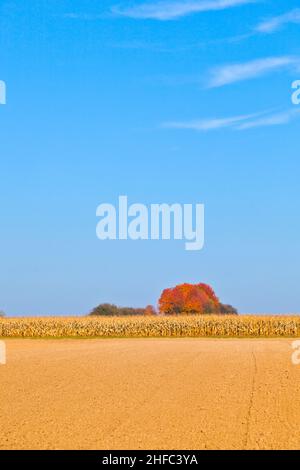 natural full frame background with withered corn plants Stock Photo - Alamy