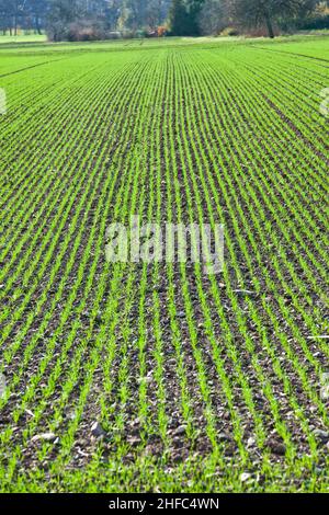 field with straight rows of young corn Stock Photo - Alamy