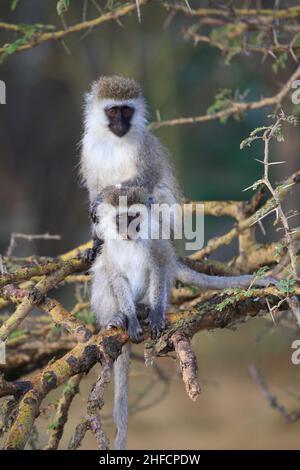 A small family group of vervet monkeys enjoying the morning sunlight in ...