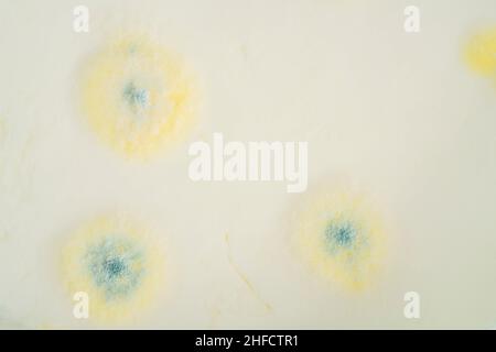 moldy yogurt, growth of mold on yogurt or dairy product food surface ...