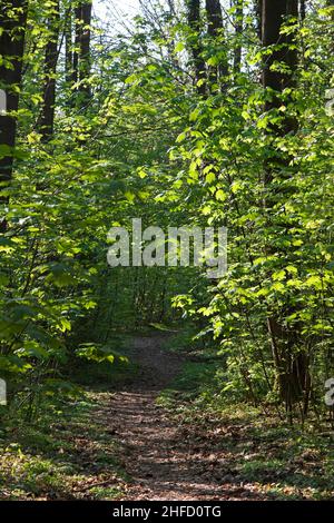 narrow walking path in the birch forest Stock Photo - Alamy