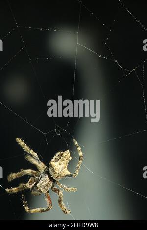 Knobbled garden orb weaver (Eriophora pustulosa Stock Photo - Alamy