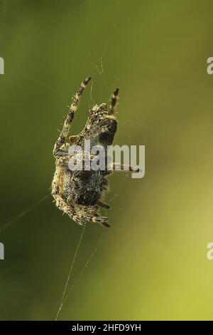 Knobbled orb weaver (Eriophora pustulosa) concealed amidst lichen Stock ...