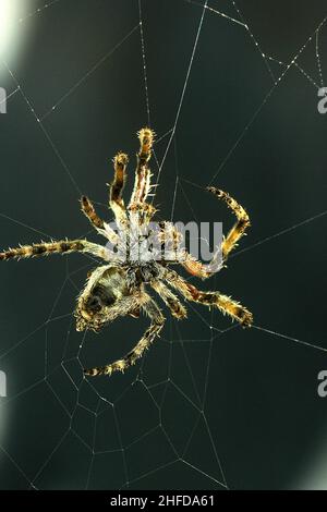 Knobbled garden orb weaver (Eriophora pustulosa Stock Photo - Alamy