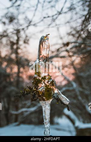 Snow hanging in trees at sunset Stock Photo - Alamy