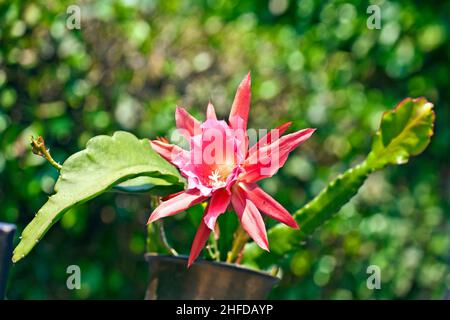 beautiful red blooming cactus in detail Stock Photo - Alamy