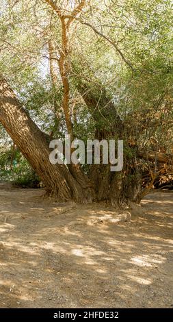 The 700 year old tree Stock Photo - Alamy