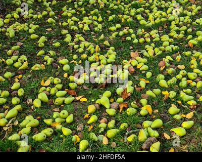 Pears at the ground partly ripely, partly already rotten, in October ...