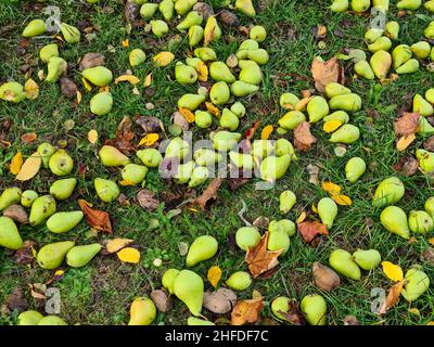 Pears at the ground partly ripely, partly already rotten, in October ...