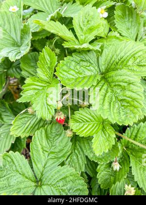 wild rose Bush grows ripe rose hips, the red berries of rose hips ...