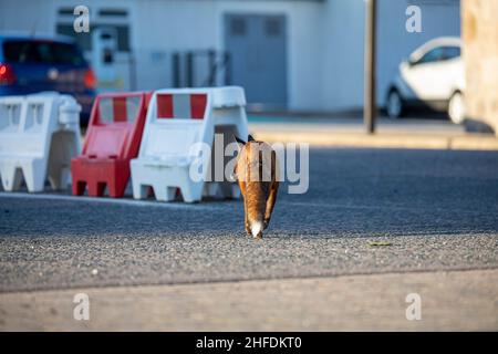Wild urban foxes, NE Scotland Stock Photo - Alamy