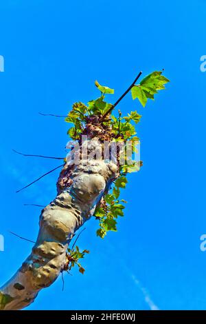 The bark of the maple-leafed plane tree peels off in thin plates every ...