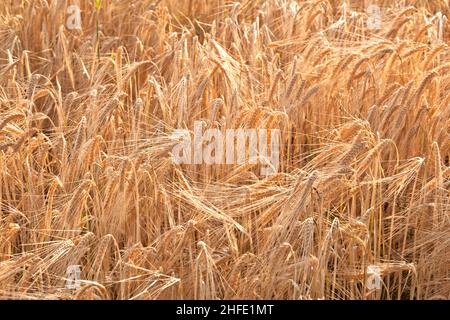 corn field detail before crop Stock Photo - Alamy