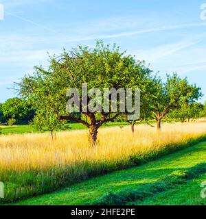beautiful typical speierling apple tree in meadow for the famous german ...