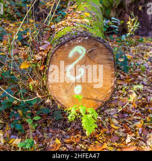 tree in forest with painted question mark Stock Photo - Alamy