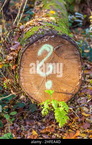 tree in forest with painted question mark Stock Photo - Alamy